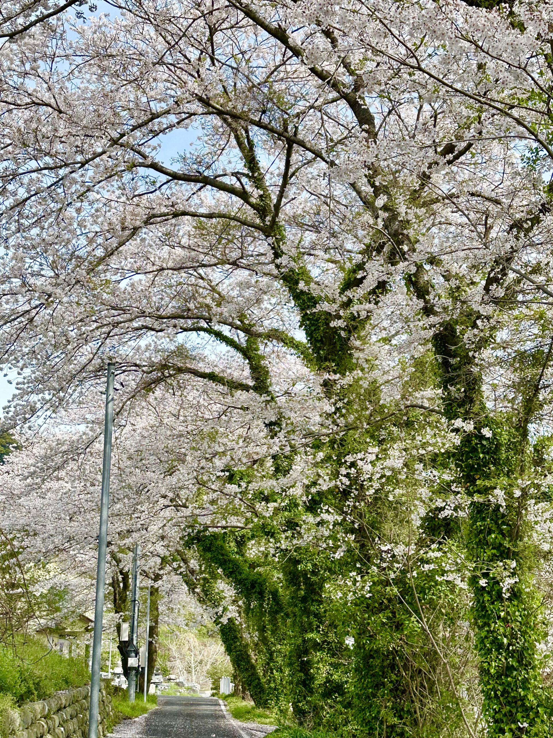 入園と入学で感じる春｜ブログ｜富士市で自然素材の高性能な注文住宅は工務店の渡辺建築株式会社